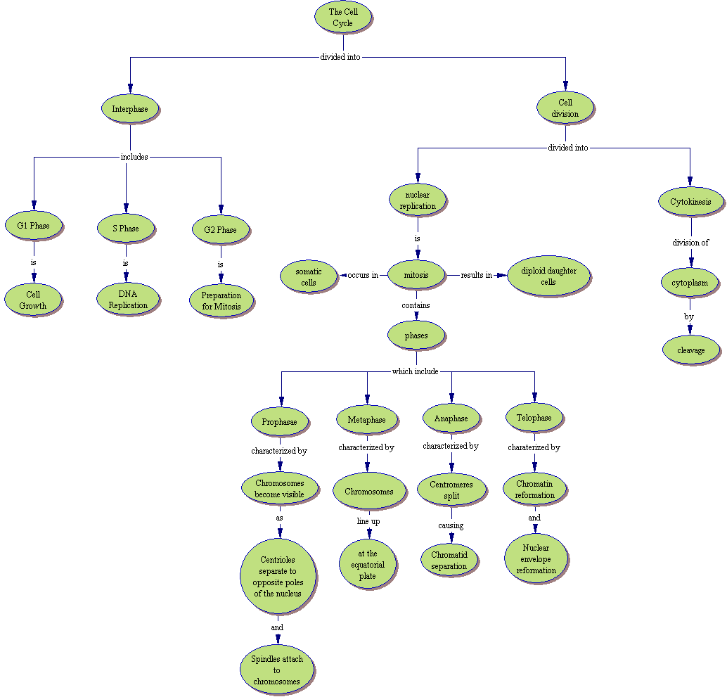 Concept Map Of Cell Cycle - Oconto County Plat Map